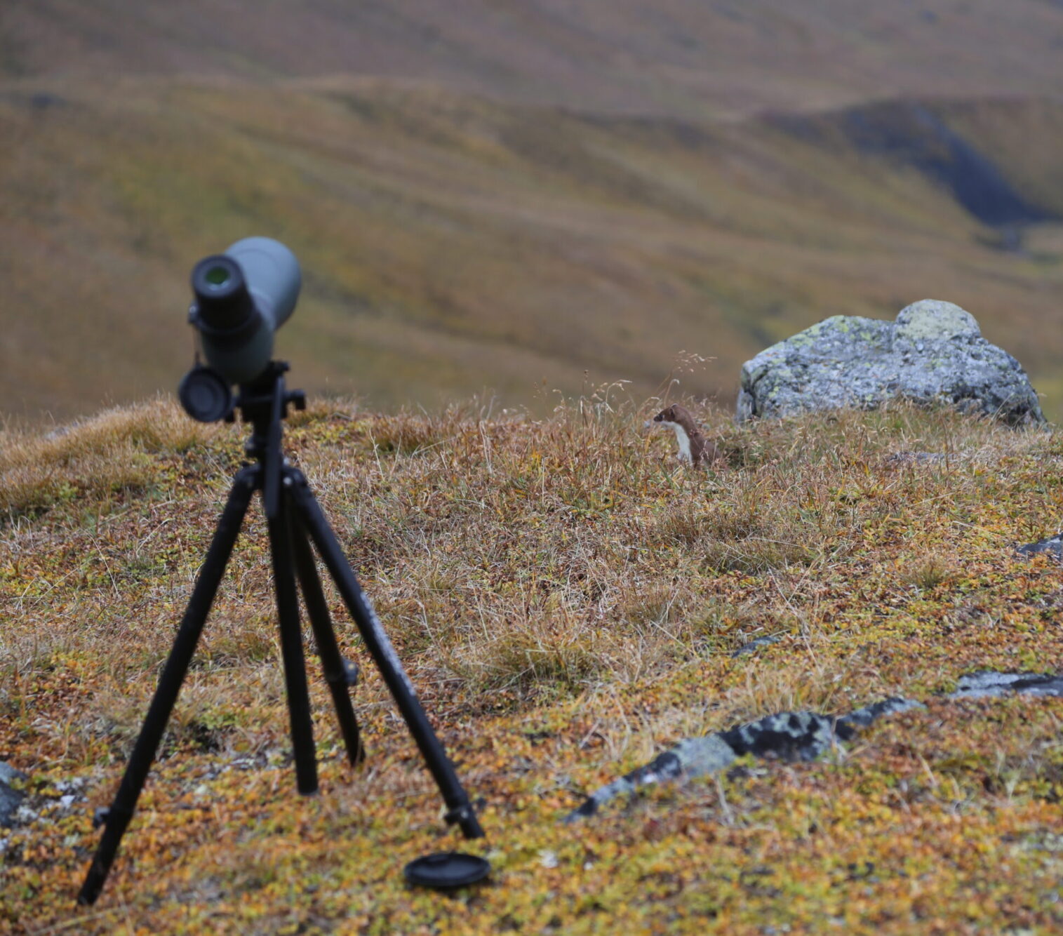 Animals - Hunting - Guides - Big Game Back Country Guides